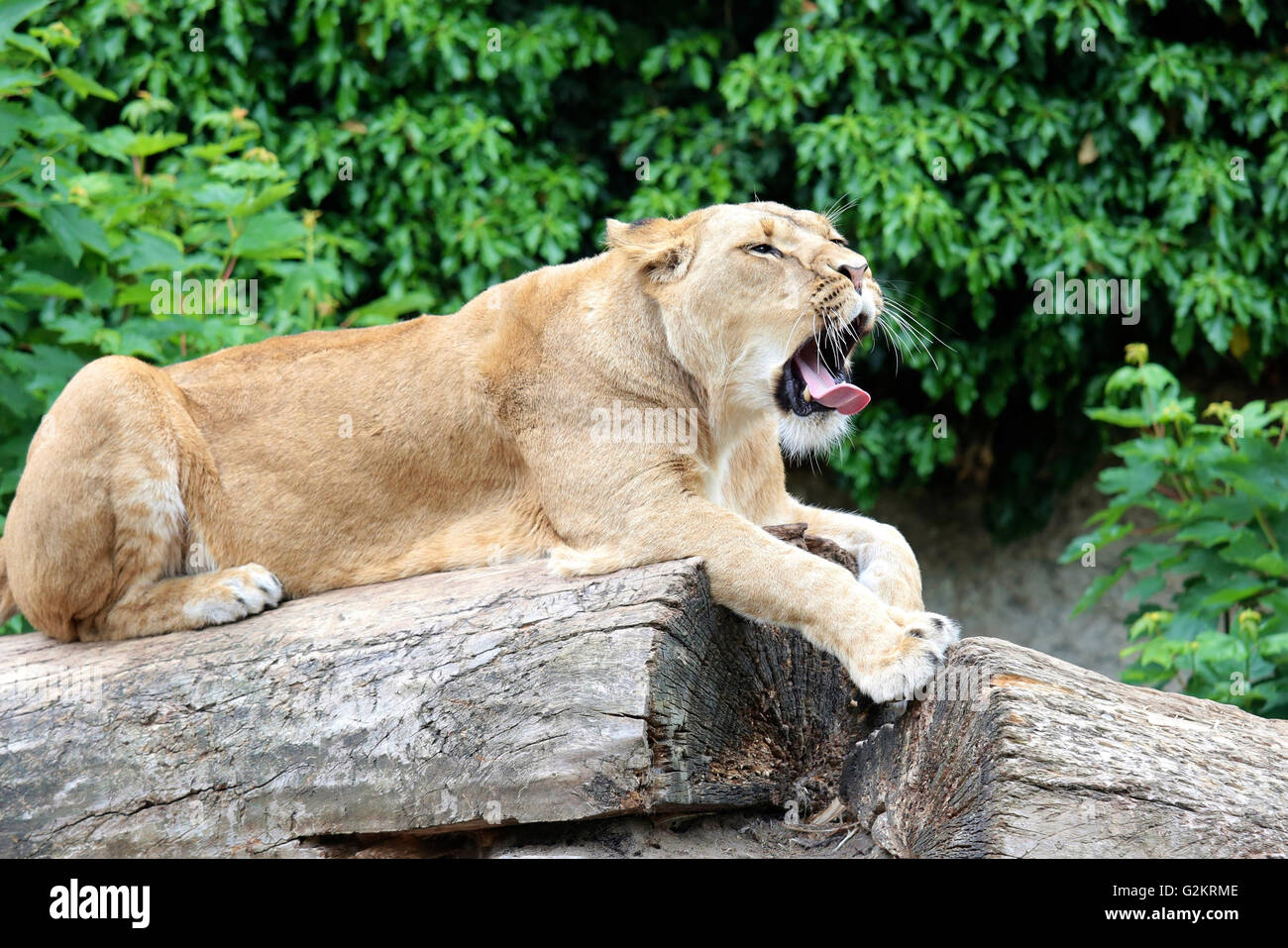 A lioness in a zoo Stock Photo - Alamy