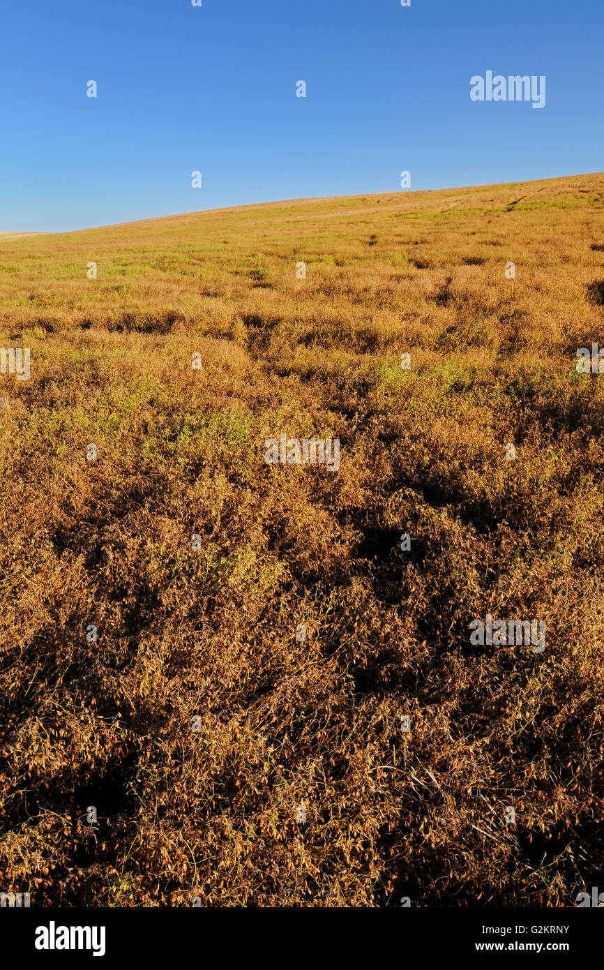 Brown lentils Webb Saskatchewan Canada Stock Photo - Alamy