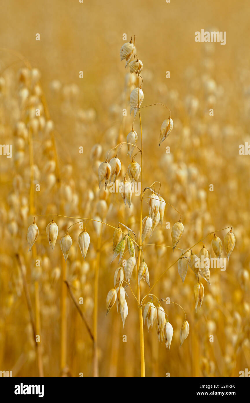 Piapot saskatchewan hi-res stock photography and images - Alamy