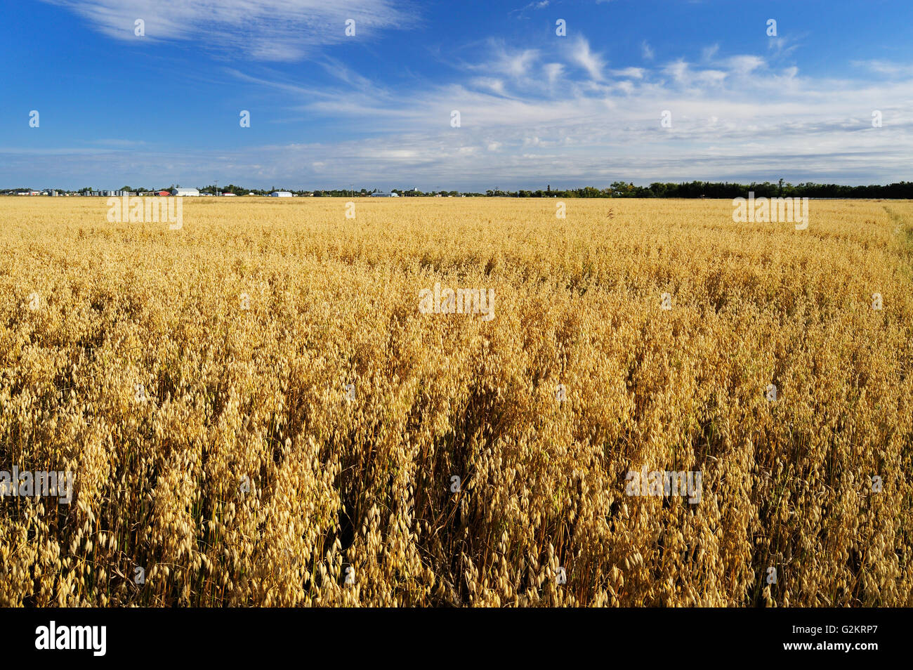 Field of oats Arcola Saskatchewan Canada Stock Photo - Alamy