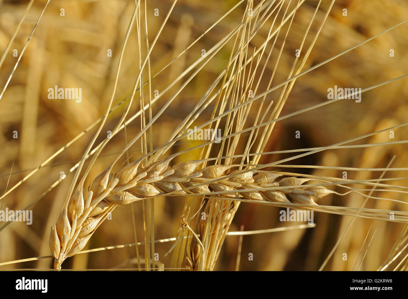 Agriculture and agri food canada hi-res stock photography and images ...