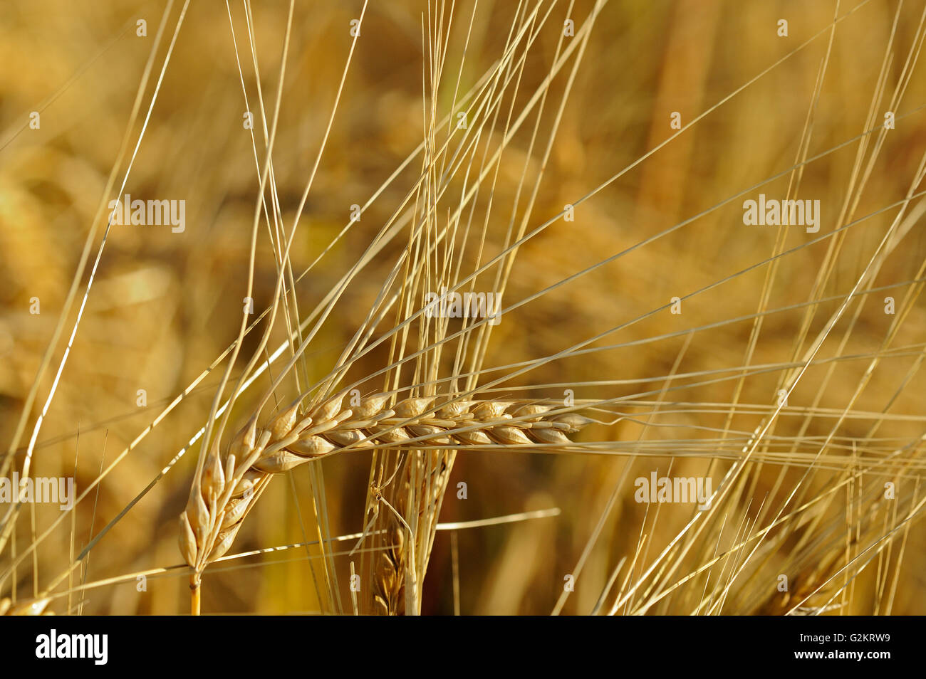 Wheat closeup Webb Saskatchewan Canada Stock Photo - Alamy
