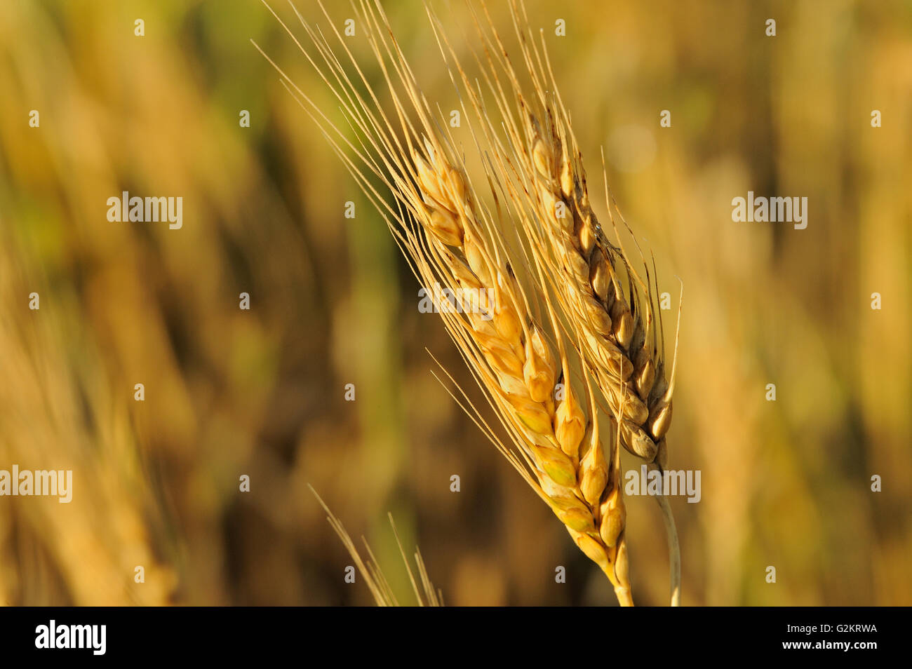 Wheat closeup Webb Saskatchewan Canada Stock Photo - Alamy