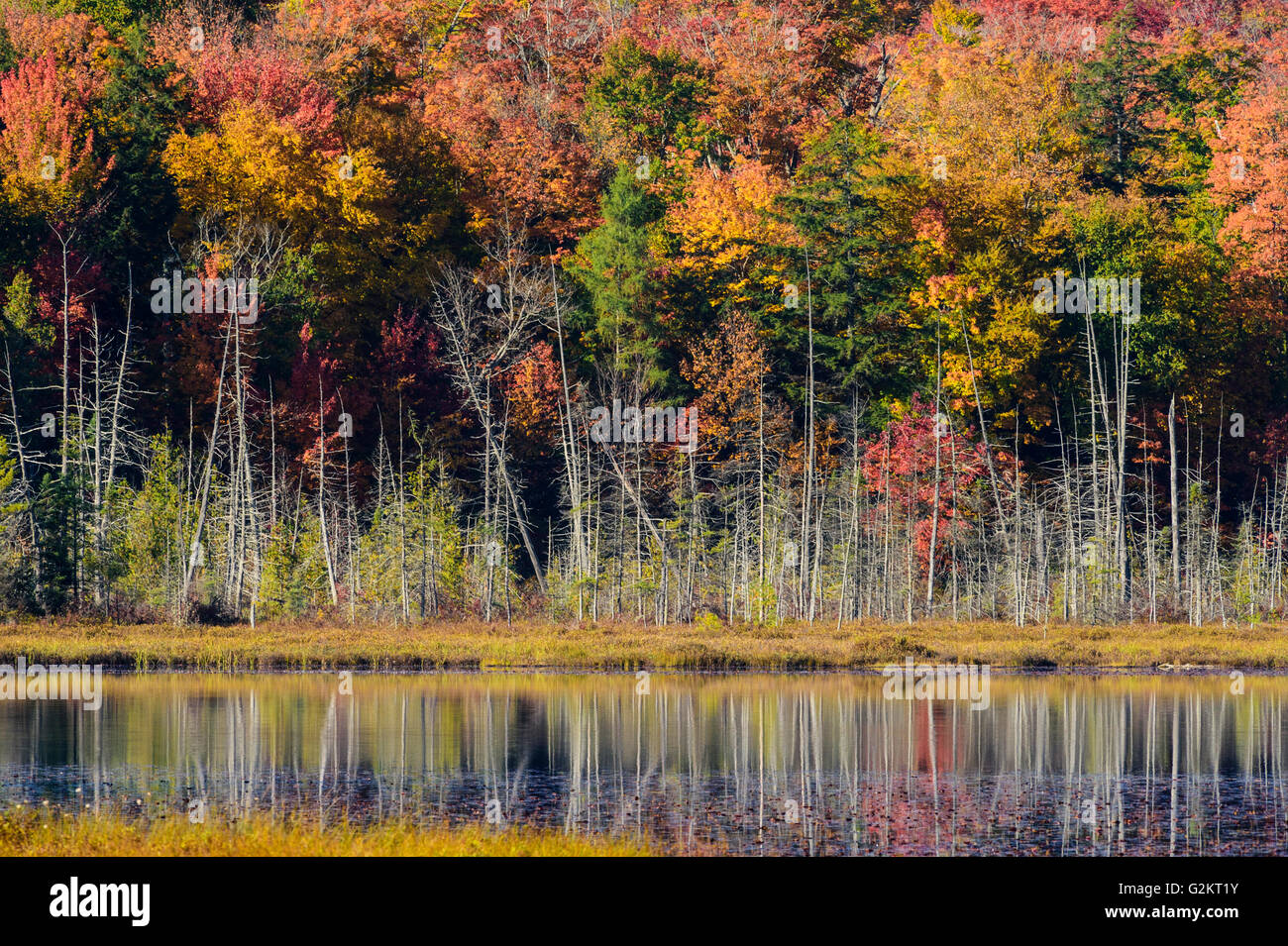 Most beautiful leaves in the world hi-res stock photography and images ...