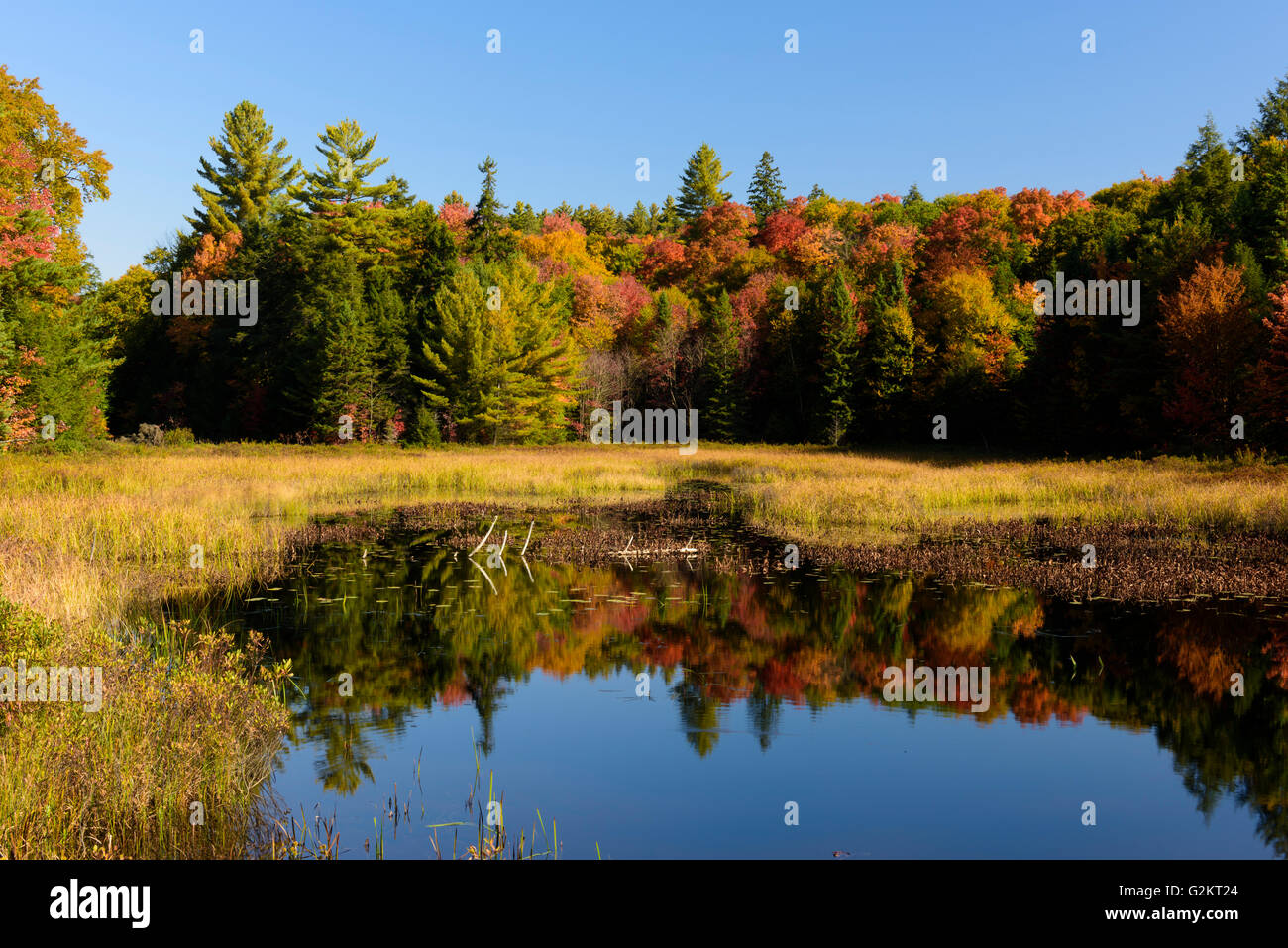 Wetland on a brilliantly clear autumn day, Haliburton, Ontario, Canada ...