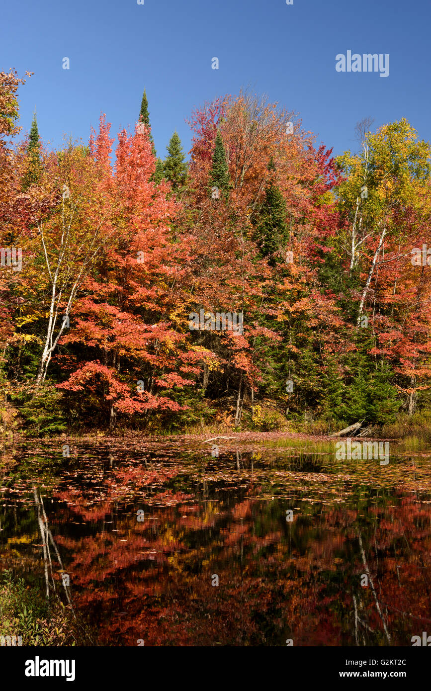 Wetland in hardwood forest, autumn. Haliburton, Ontario, Canada Stock ...
