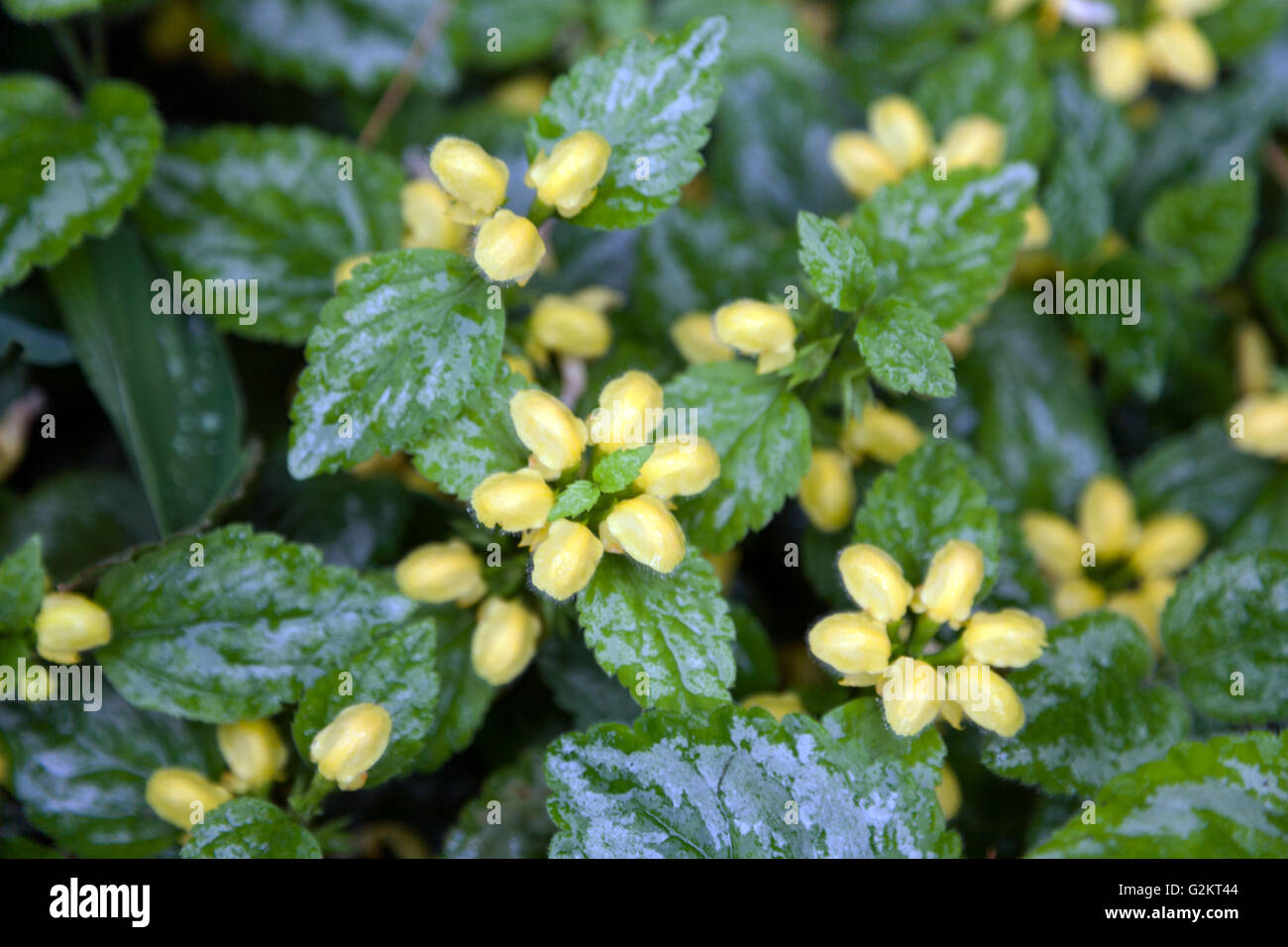 Yellow flowers and green leaves hi-res stock photography and images - Alamy
