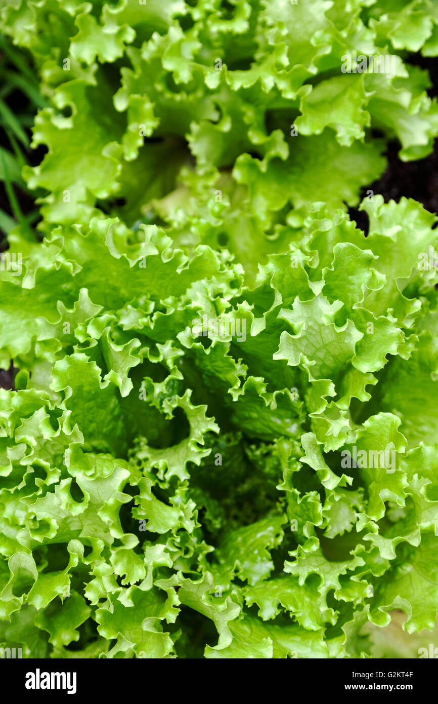 Green leaf lettuce hi-res stock photography and images - Alamy
