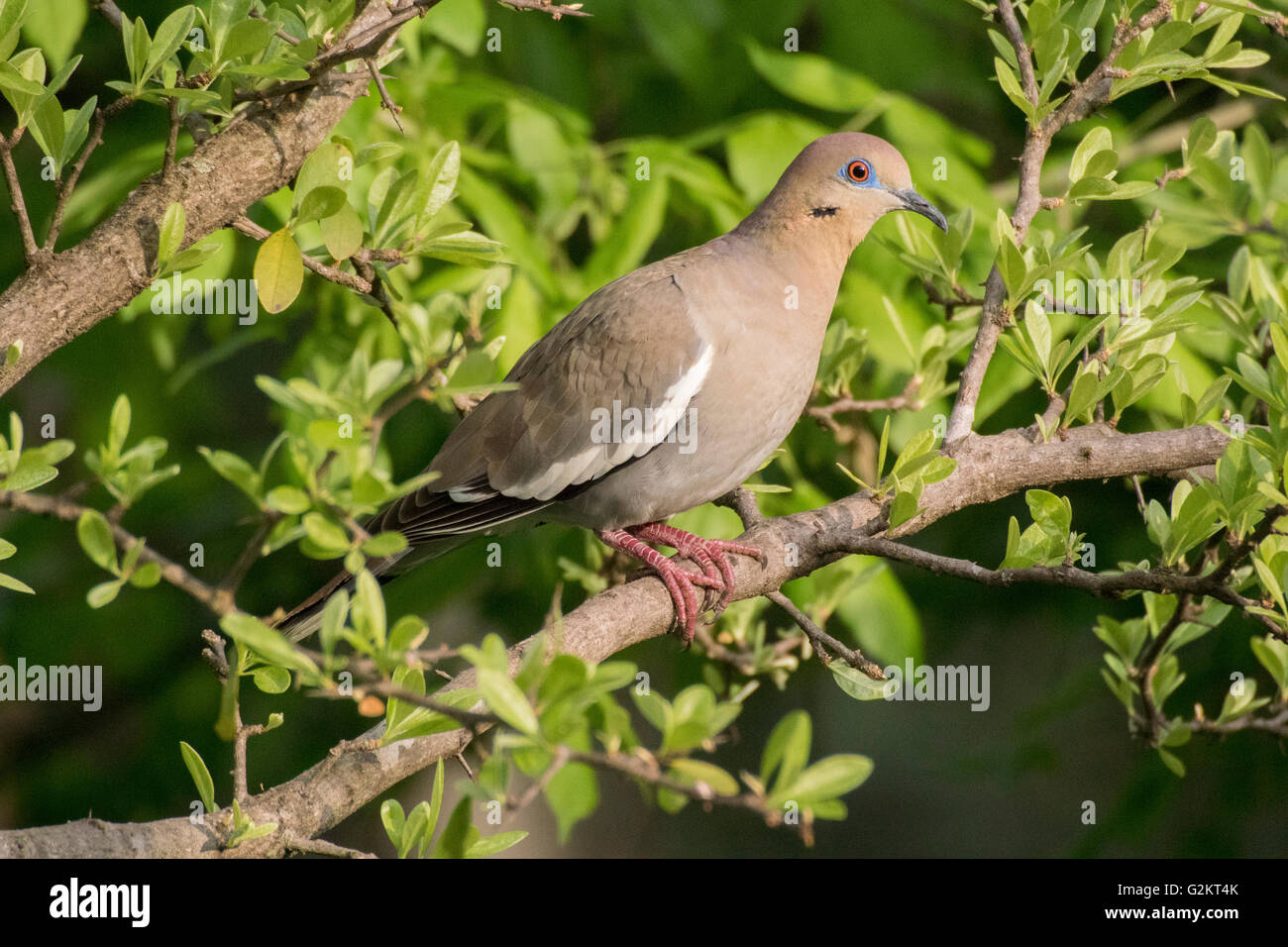 White dove and tree hi-res stock photography and images - Alamy
