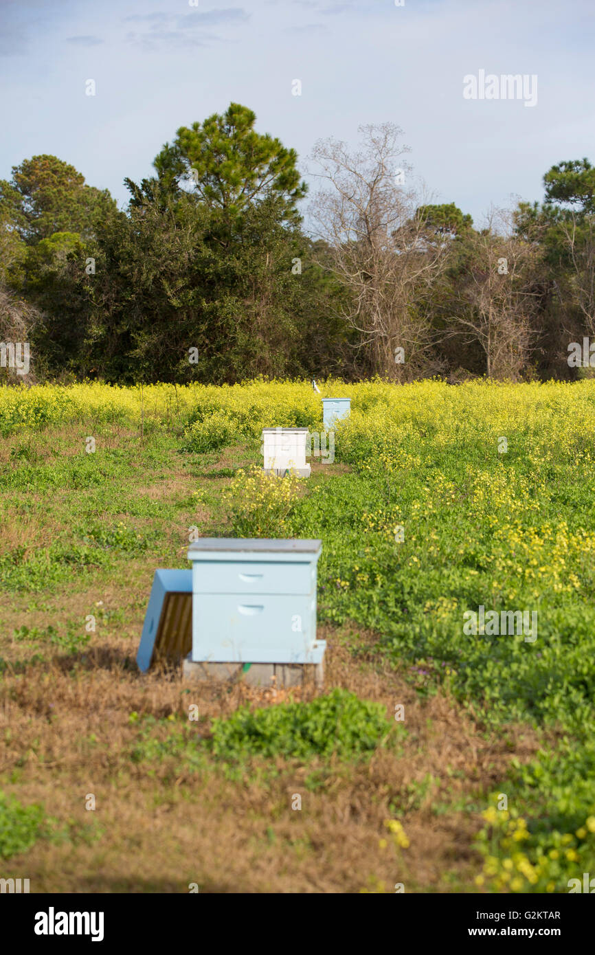 Beehives in Field Stock Photo - Alamy