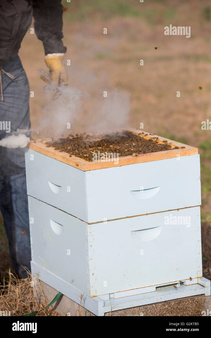 Smoking Bees High Resolution Stock Photography and Images - Alamy