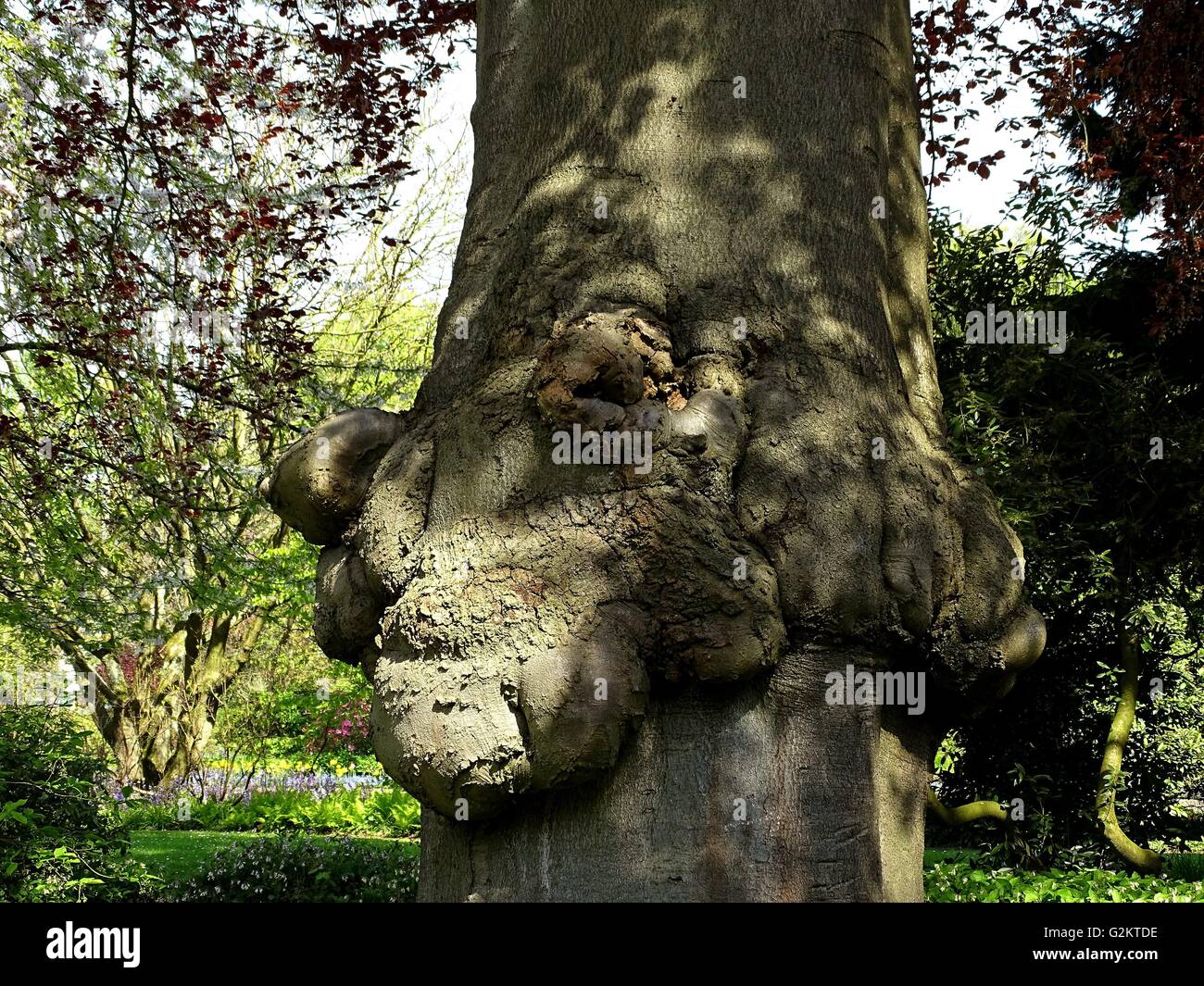 The Beech-Tree with Elephant Face in Palace Park Benrath Photo 05/02 ...