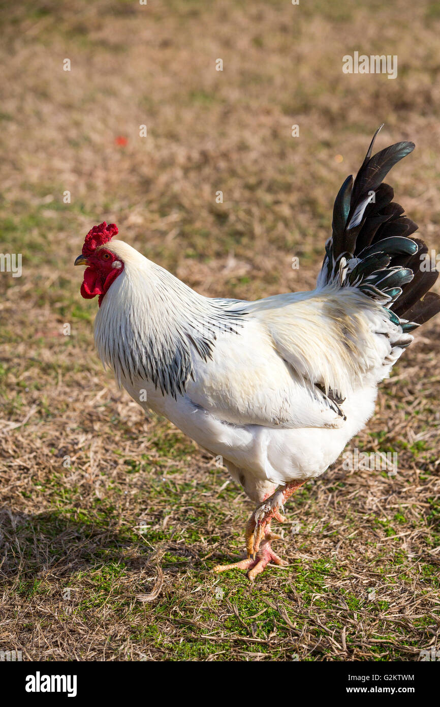 Rooster outside hi-res stock photography and images - Alamy