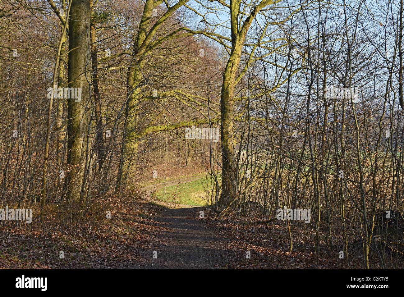 Footpath between trees hi-res stock photography and images - Alamy