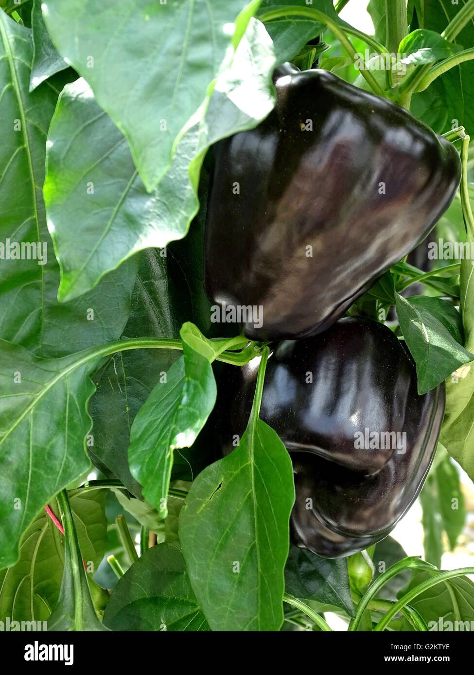 The Black Capsicum on the Plants Vegetable Farming by Esser Photo 05/11 ...