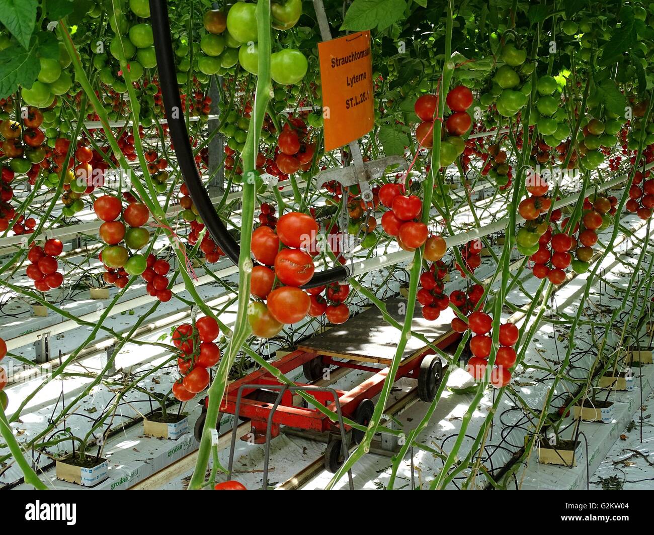 The Busch Tomatoes in vegetable farming by Esser Photo 05/11/2016 lat ...
