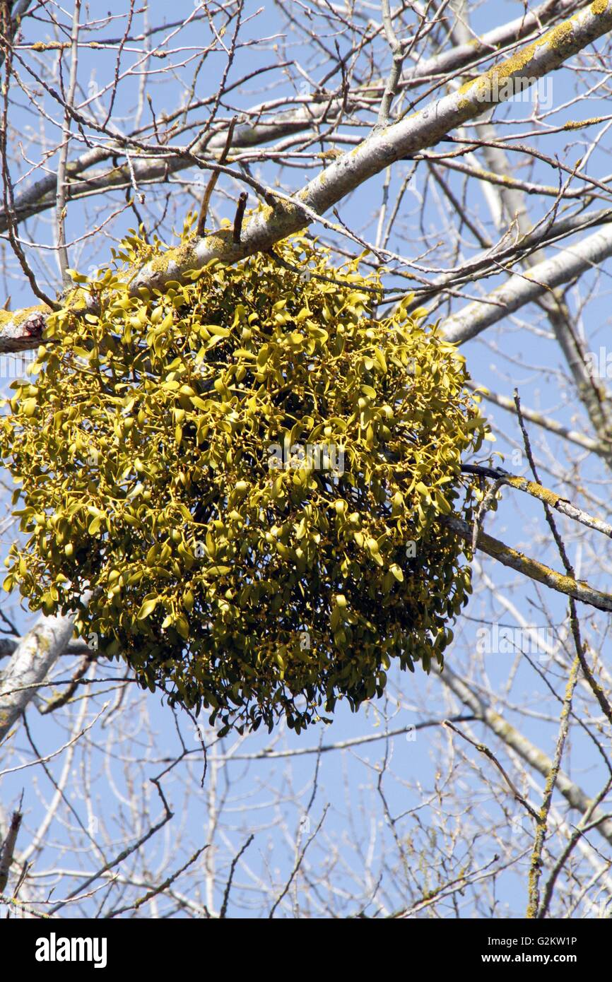 Mistletoe balls in a tree. The White berry mistletoe (Viscum album) are ...