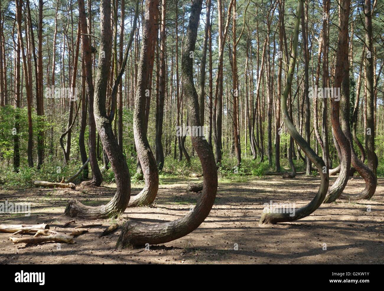 Poland - trees in the crooked forest (Krzywy Las) - 5 May 2016 | usage ...