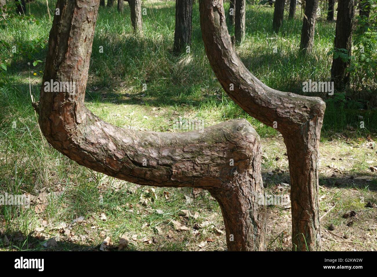 Poland - trees in the crooked forest (Krzywy Las) - 5 May 2016 | usage ...