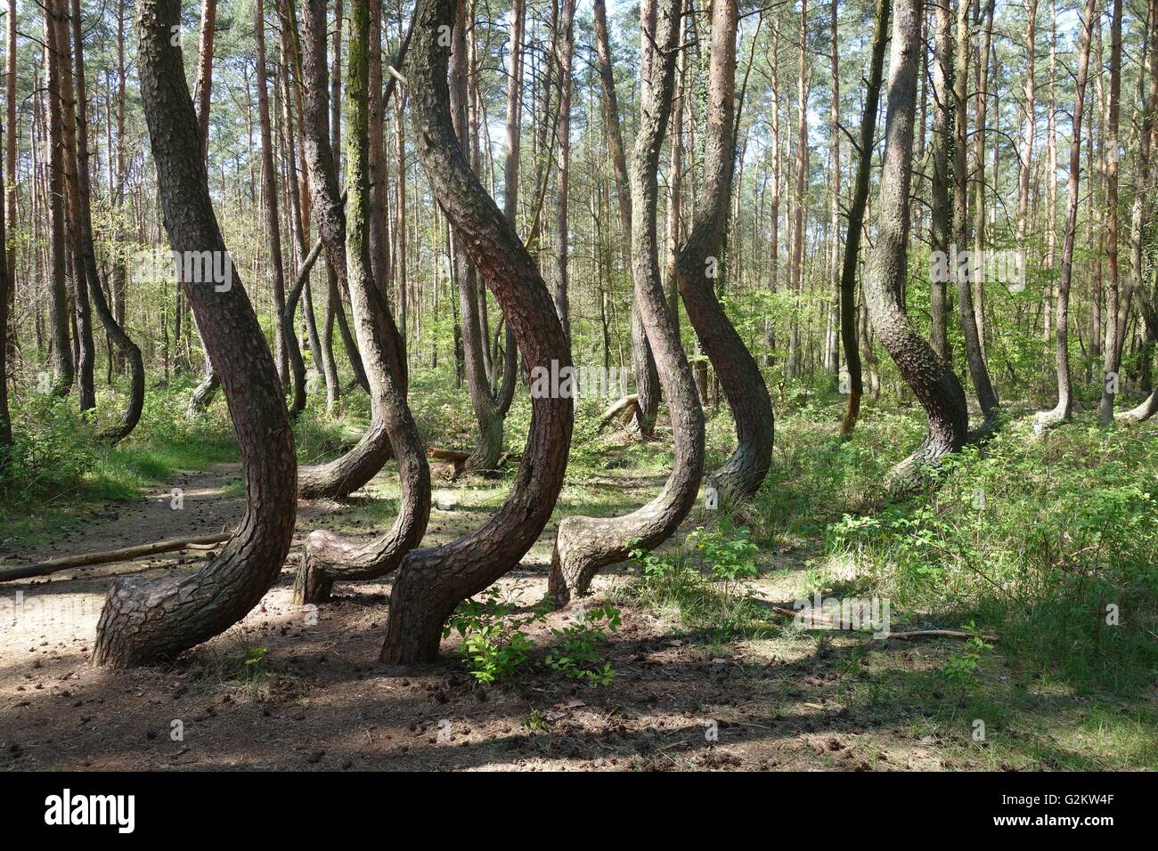 Krzywy las crooked forest hi-res stock photography and images - Alamy