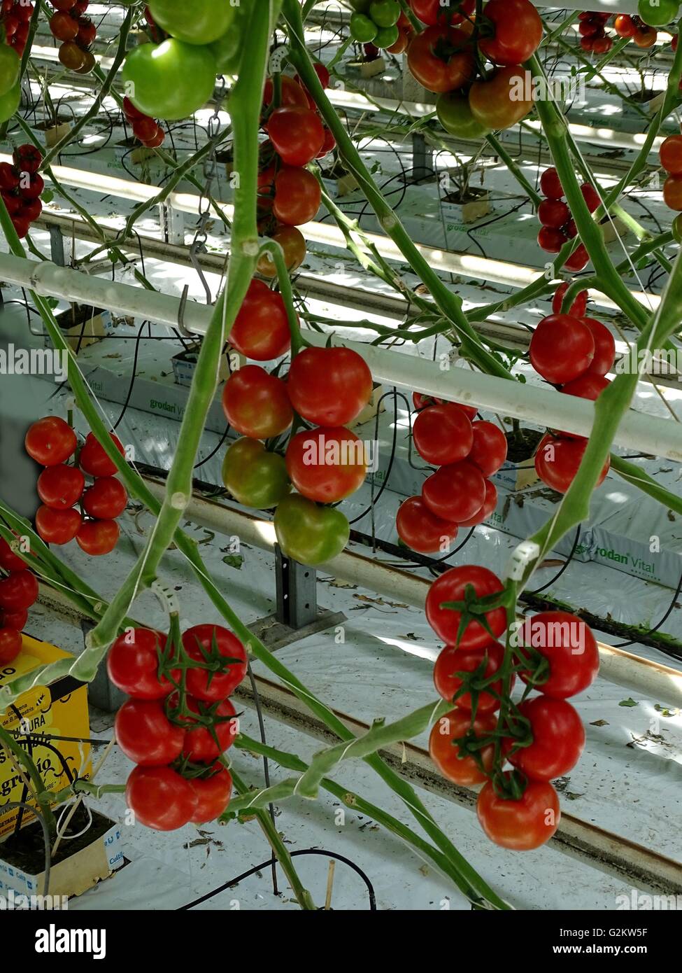 The Busch Tomatoes in vegetable farming by Esser Photo 05/11/2016 lat ...