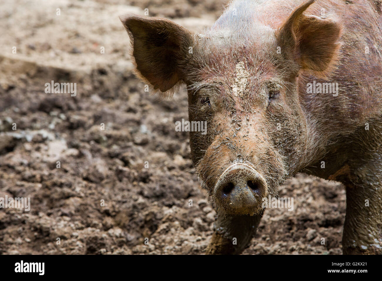 Muddy Pig, Close-Up Stock Photo - Alamy