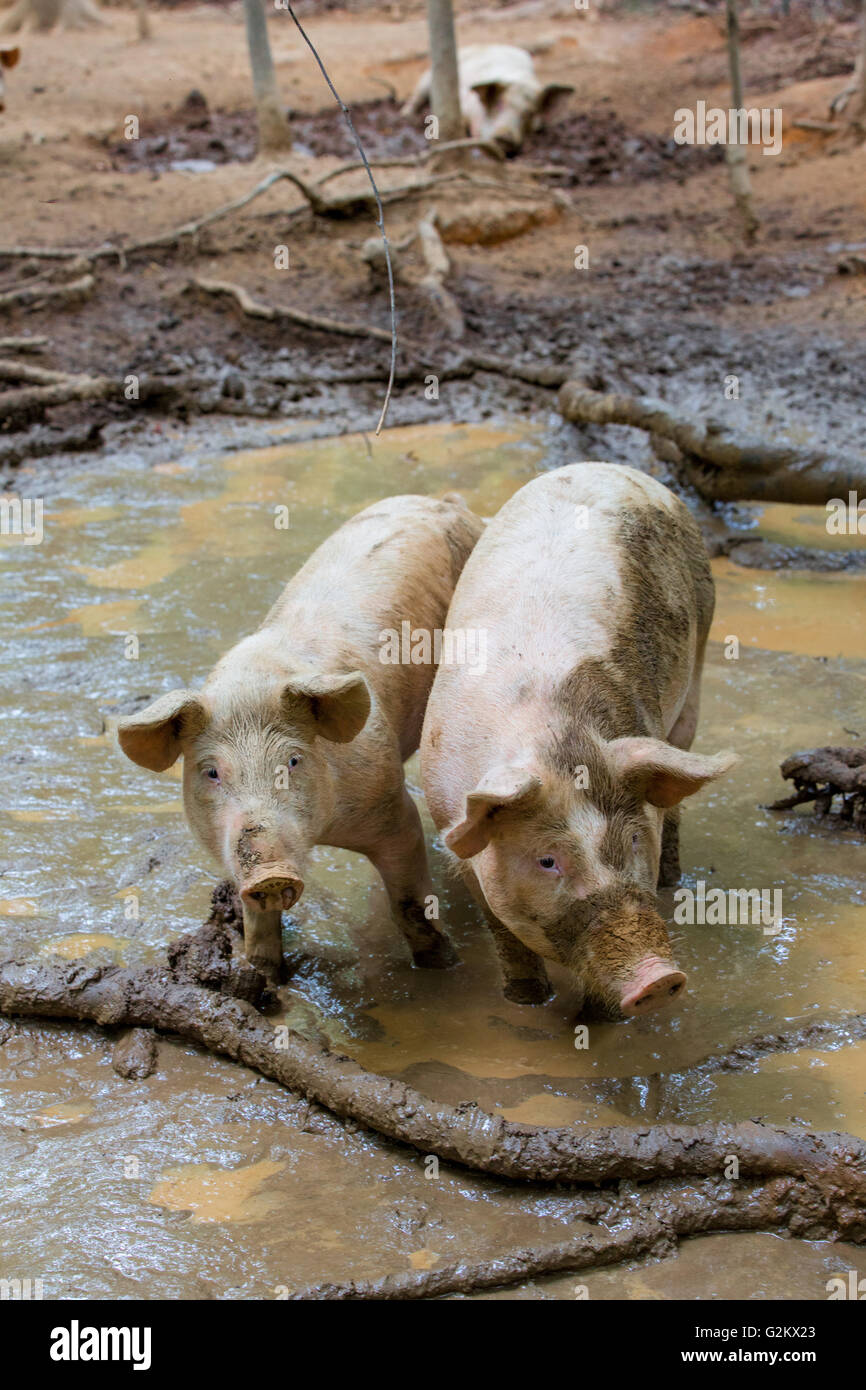 Two Muddy Pigs in Puddle Stock Photo - Alamy