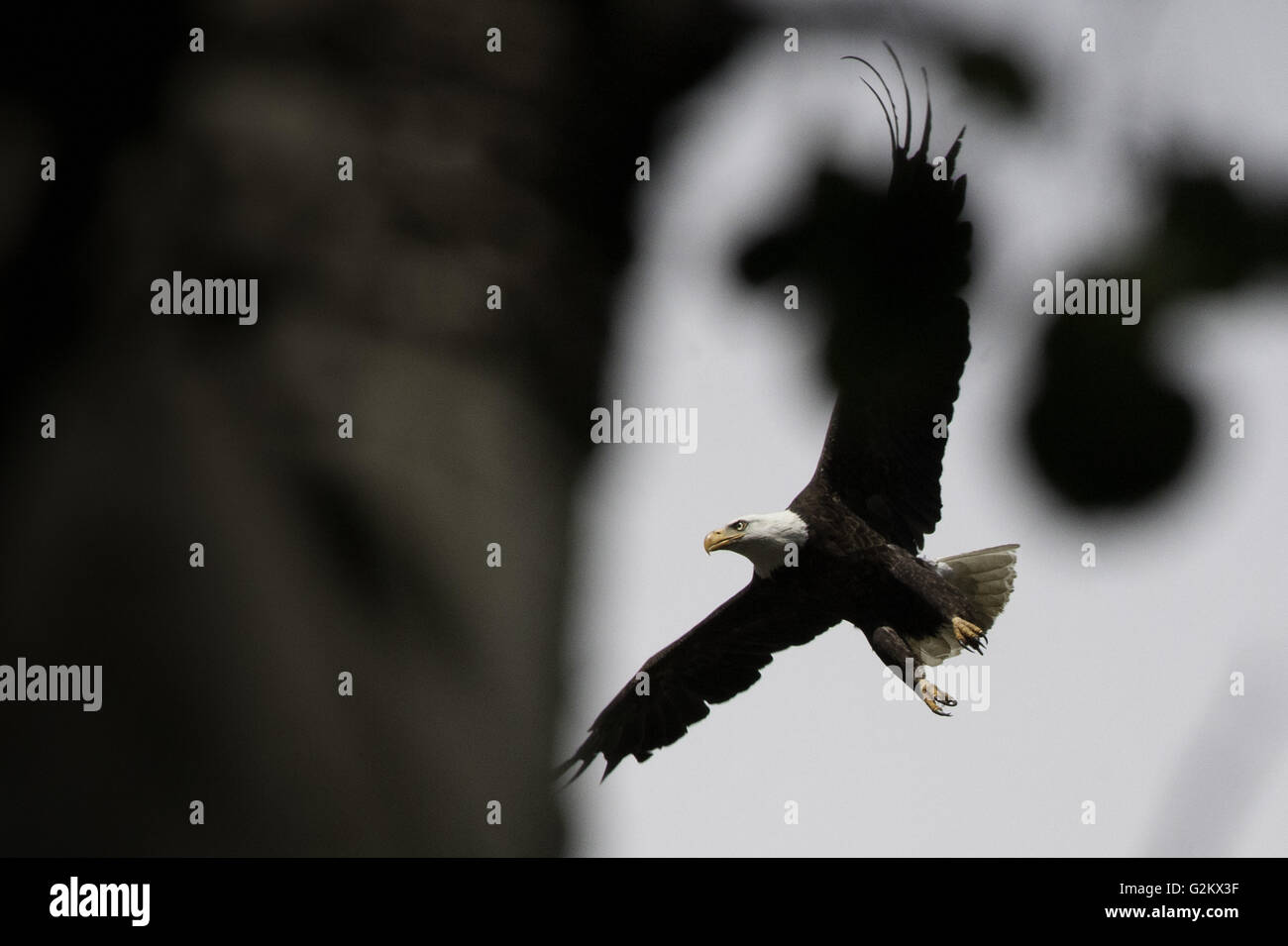 Bald Eagle in Flight Stock Photo - Alamy