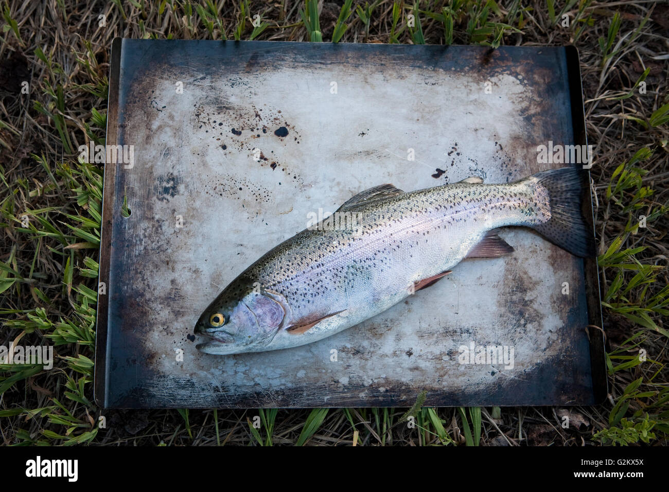 Whole Fish on Metal Tray Stock Photo - Alamy