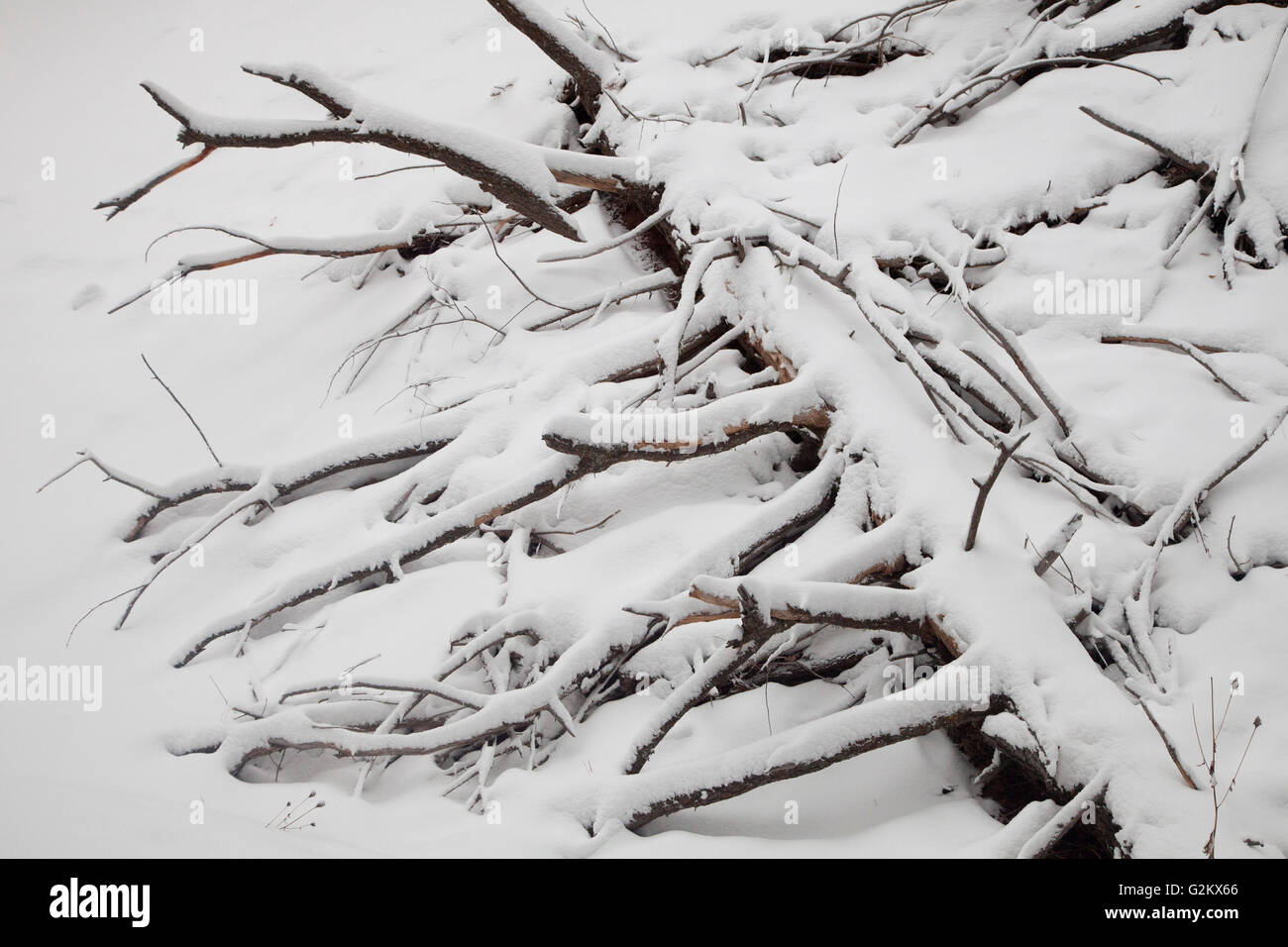 Fallen Tree Covered in Snow Stock Photo - Alamy