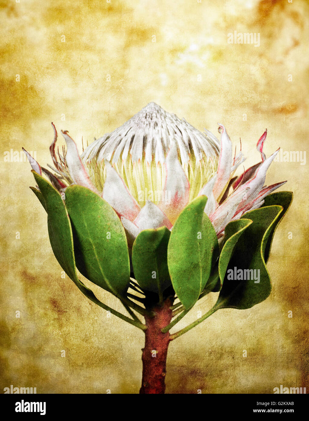 Kings crown flowers hi-res stock photography and images - Alamy
