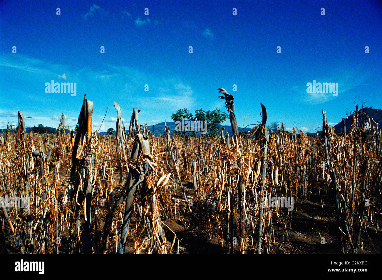 Decayed corn stalks hi-res stock photography and images - Alamy