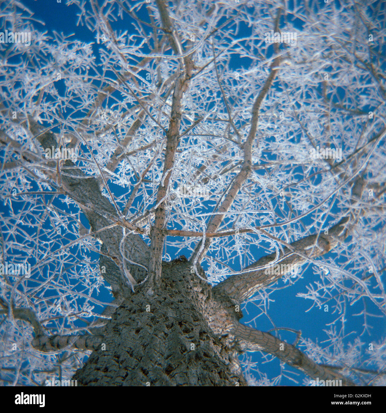 Tree with Icy Branches Stock Photo - Alamy