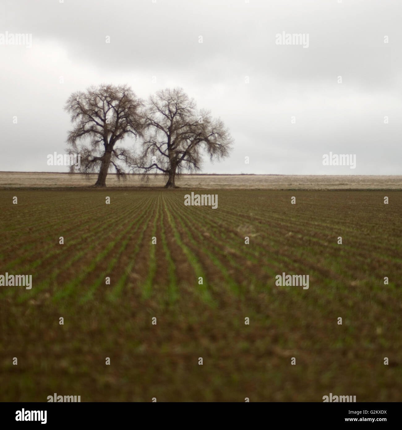 Two Old Trees in a Field Stock Photo - Alamy