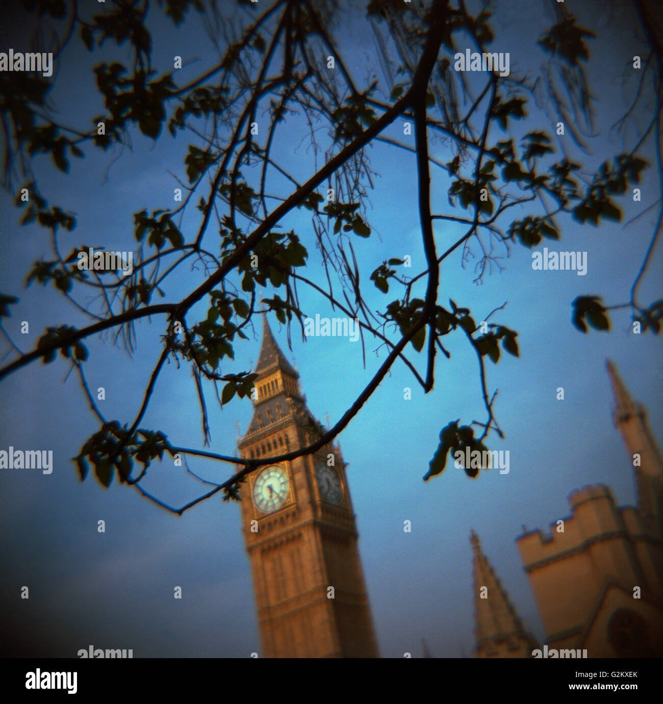 Tree branches big ben hi-res stock photography and images - Alamy