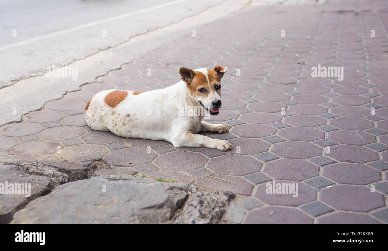 Homeless and hungry dog abandoned on the streets Stock Photo - Alamy