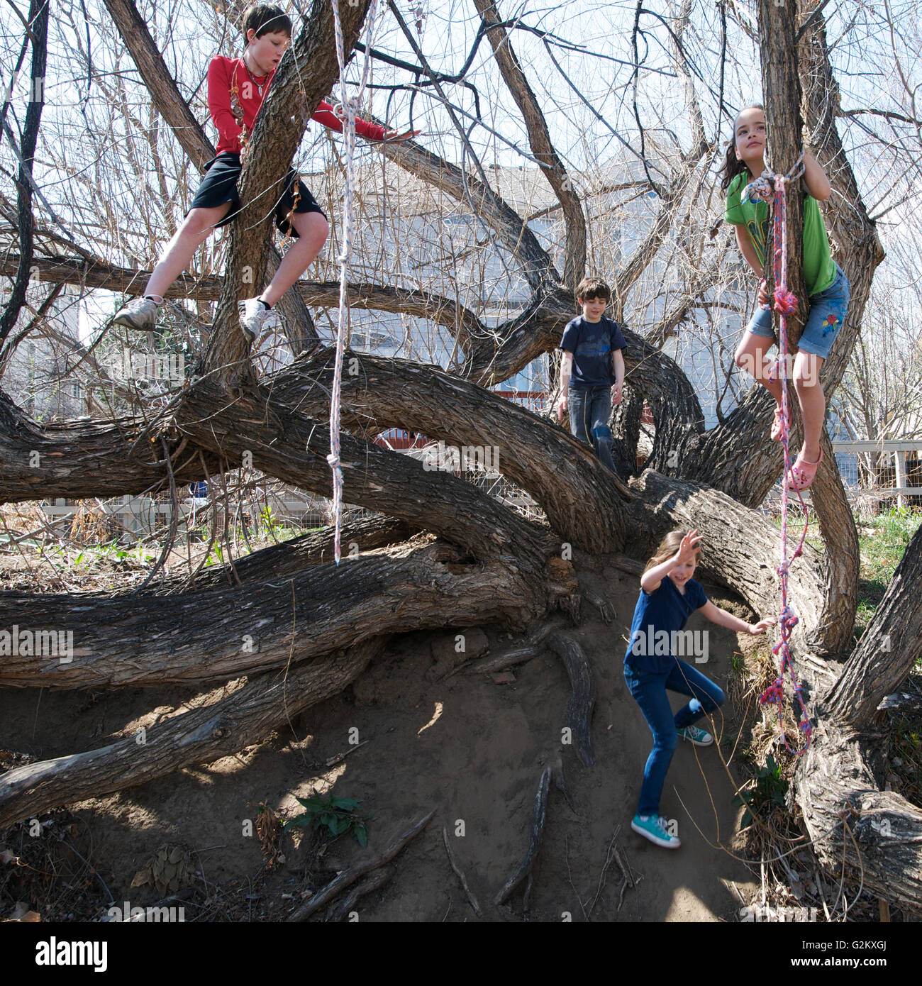 Four Children Climbing Large Tree Stock Photo - Alamy