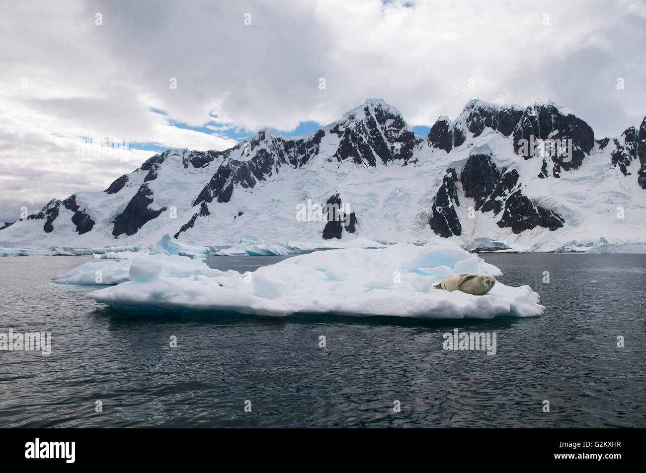Seal on Iceberg with Snowy Mountains in Background, Antarctica Stock ...
