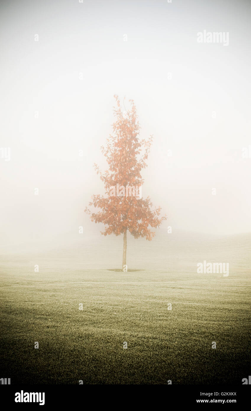 Fall Tree in Mist Stock Photo - Alamy