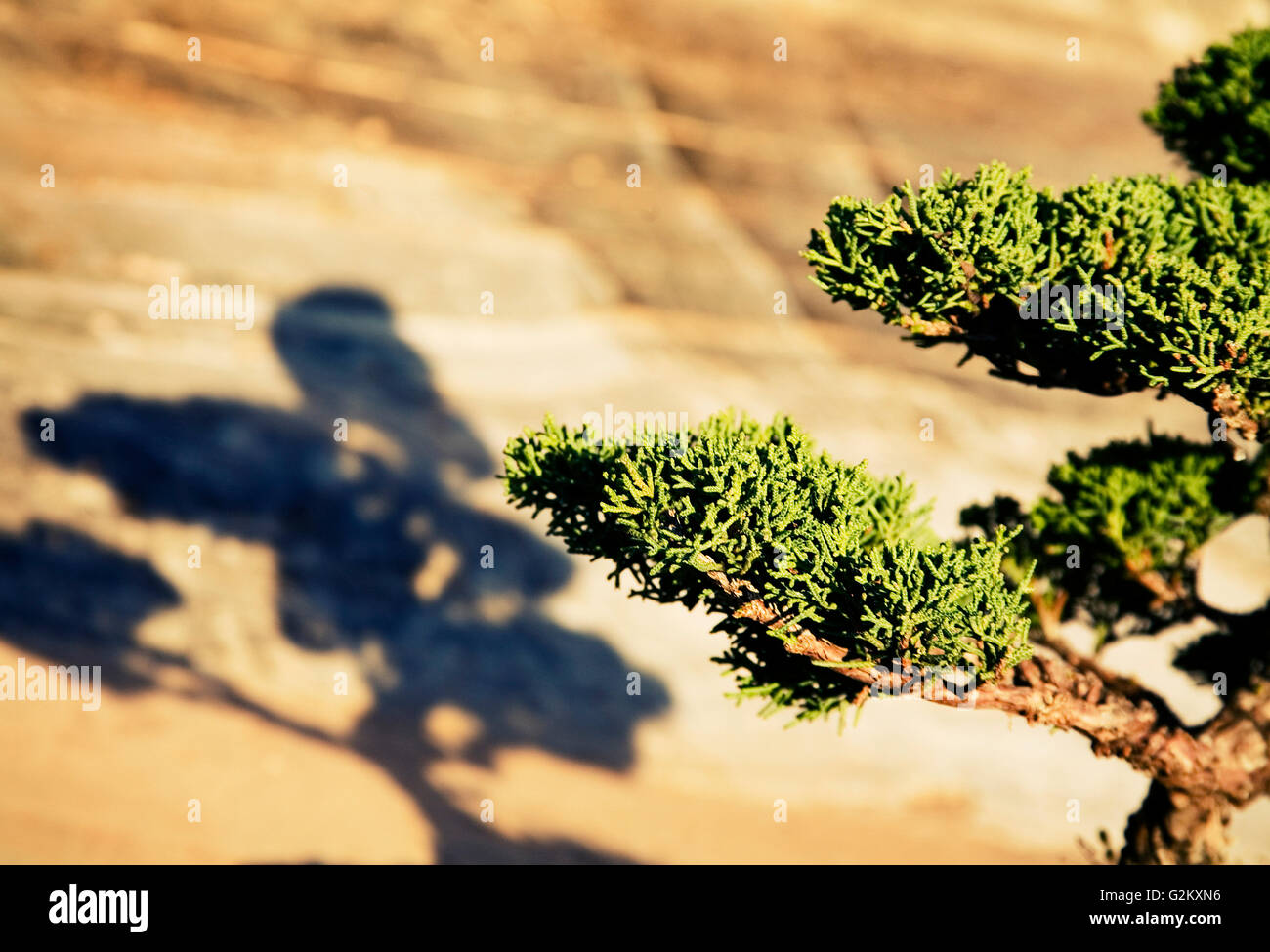 Bonsai Tree Shadow Stock Photo - Alamy