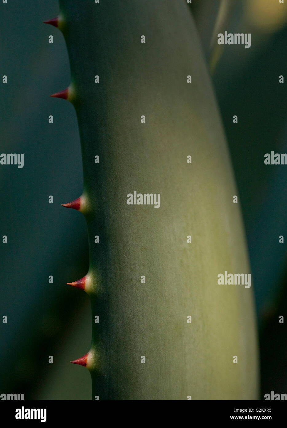 Smooth cactus hi-res stock photography and images - Alamy
