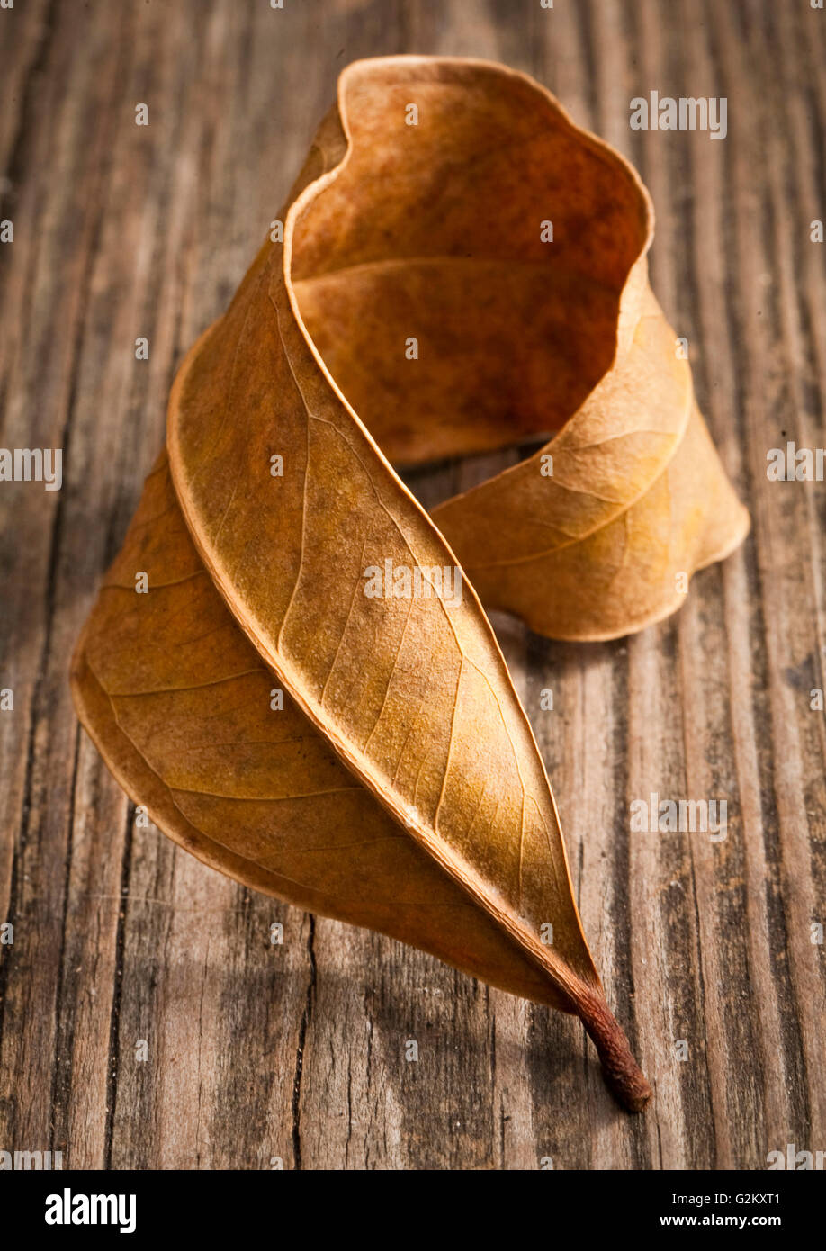 Dried Leaf on Wood Deck, Close-Up, High Angle View Stock Photo - Alamy