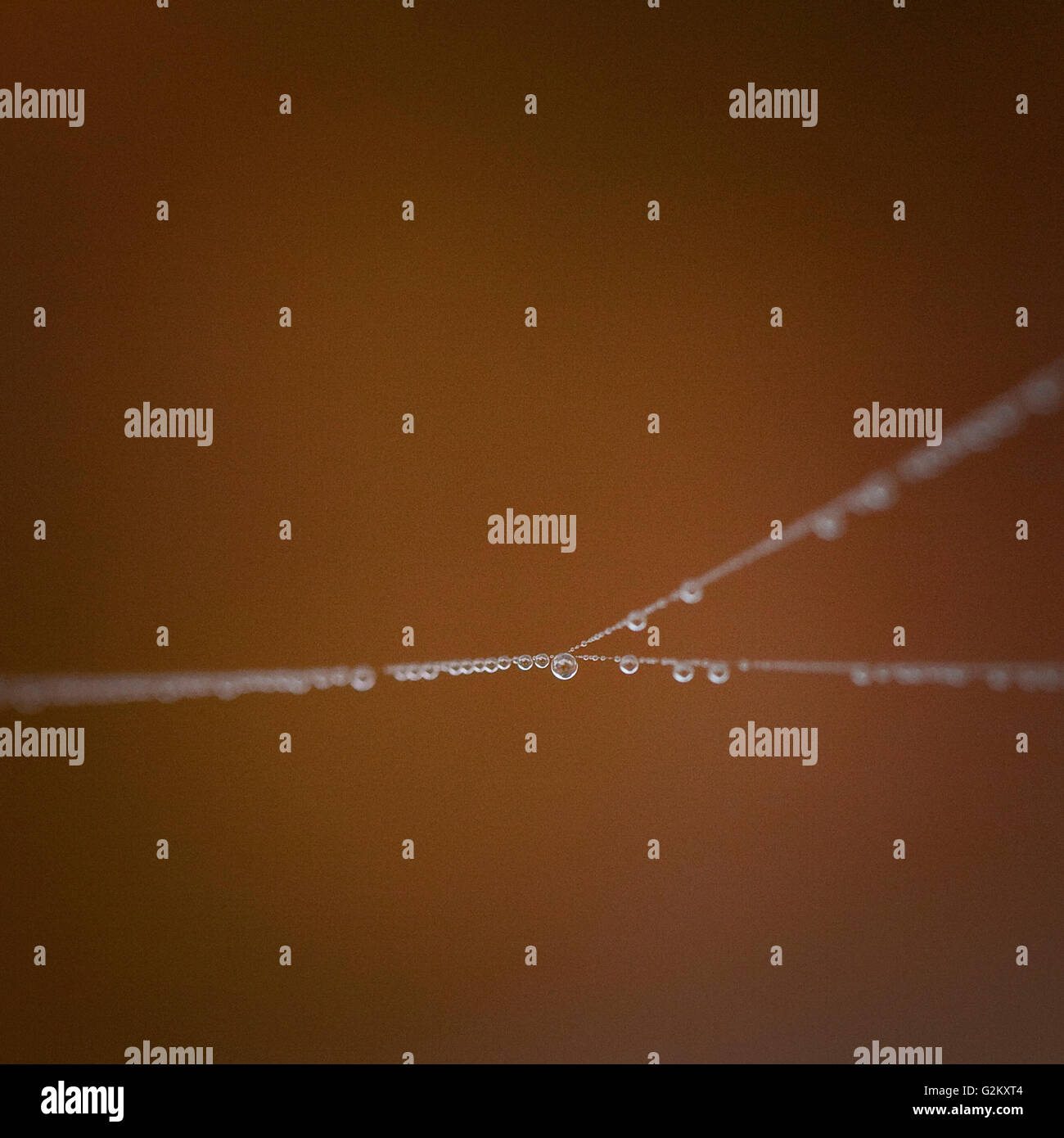 Web strand hi-res stock photography and images - Alamy