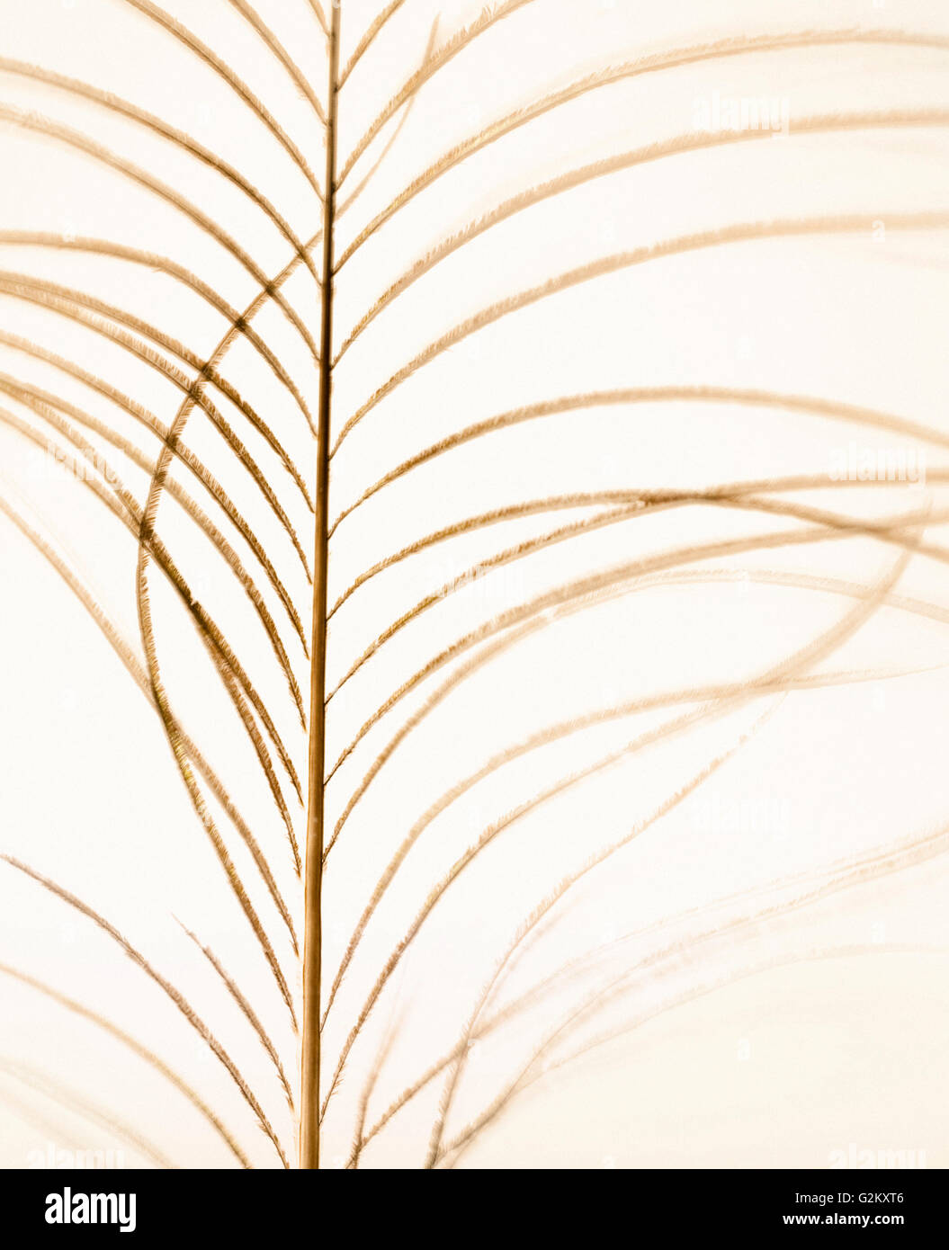 Feather quill pattern hi-res stock photography and images - Alamy