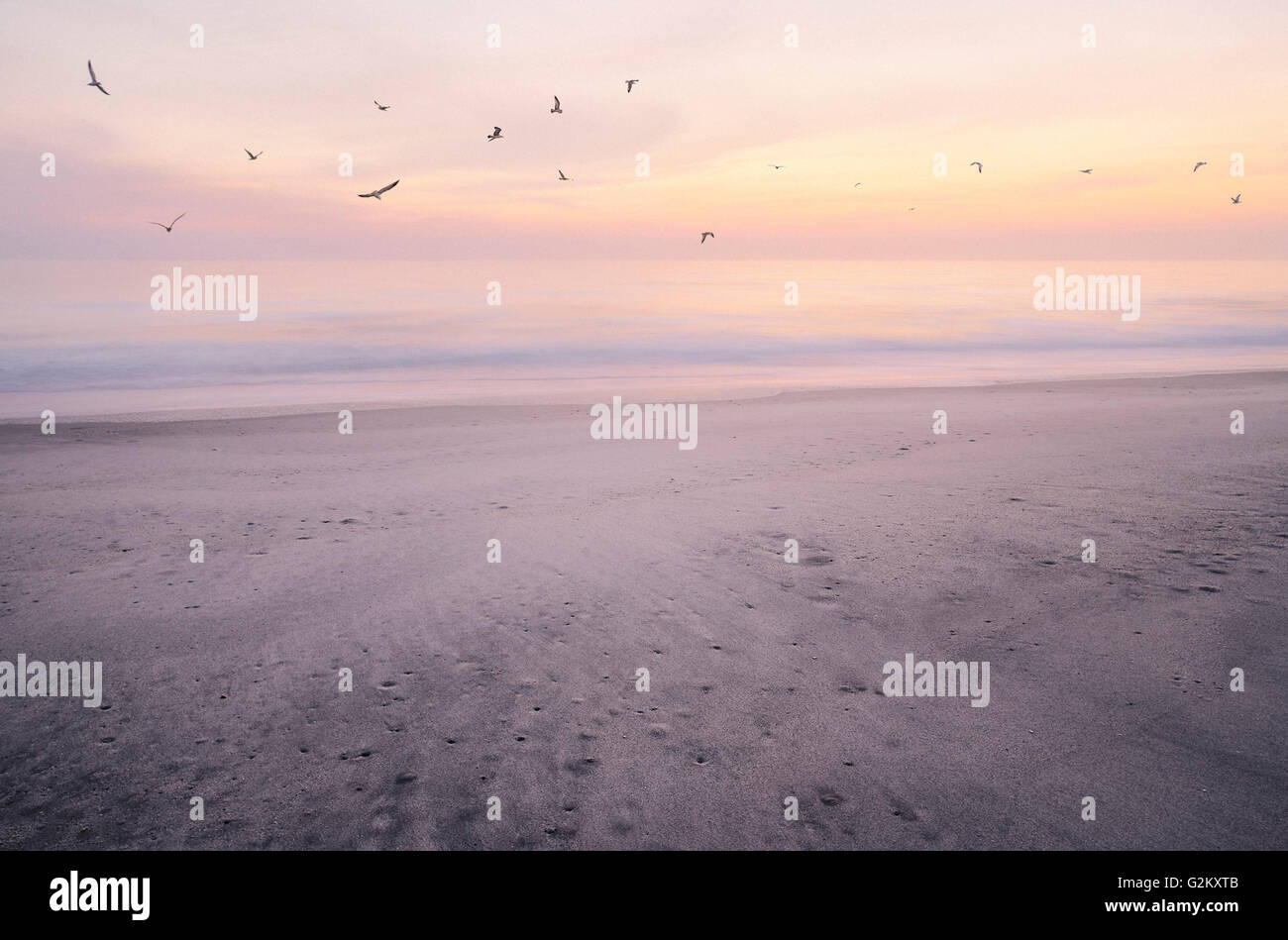 Seagulls Flying Over Beach at Sunrise, Vero Beach, Florida, USA Stock ...