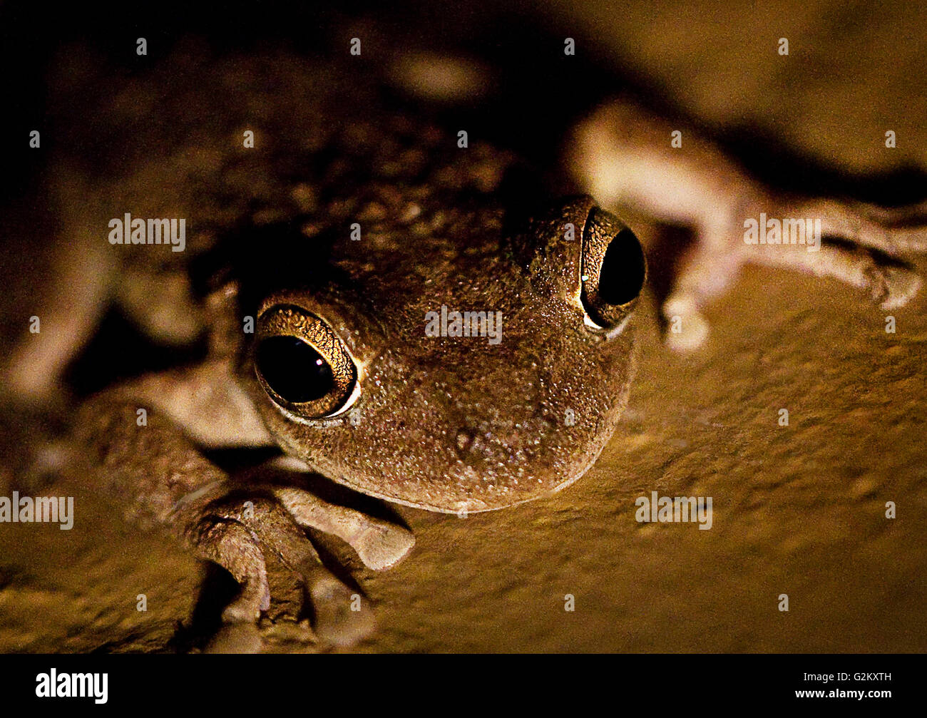 Frog at night hi-res stock photography and images - Alamy