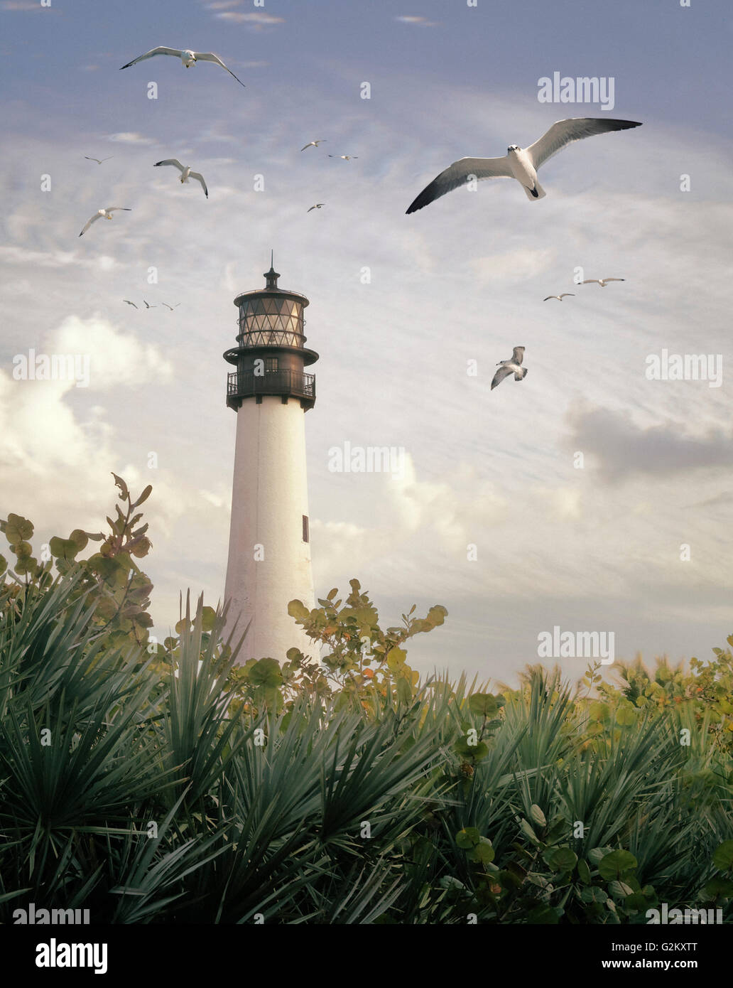 Lighthouse seagulls hi-res stock photography and images - Alamy