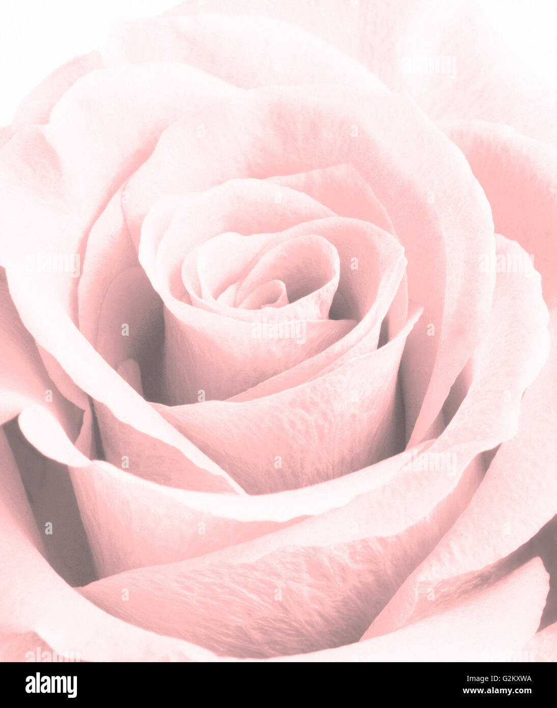 Pink Rose, Close-Up Stock Photo - Alamy