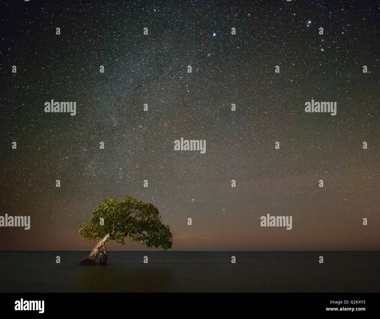 Tree in Shallow Water With Starry Sky at Night Stock Photo - Alamy