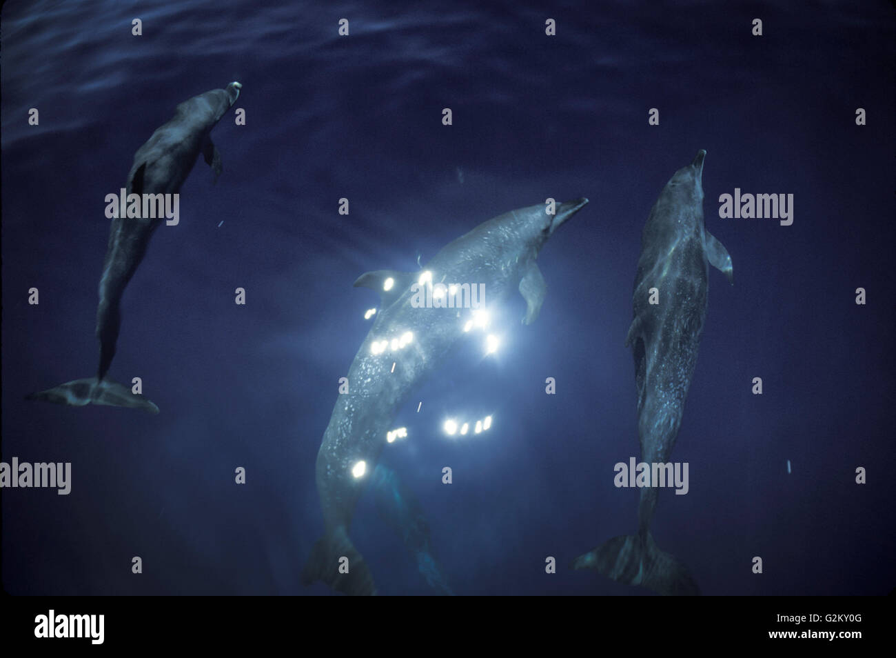 Three Dolphins in Water, Aerial View Stock Photo - Alamy